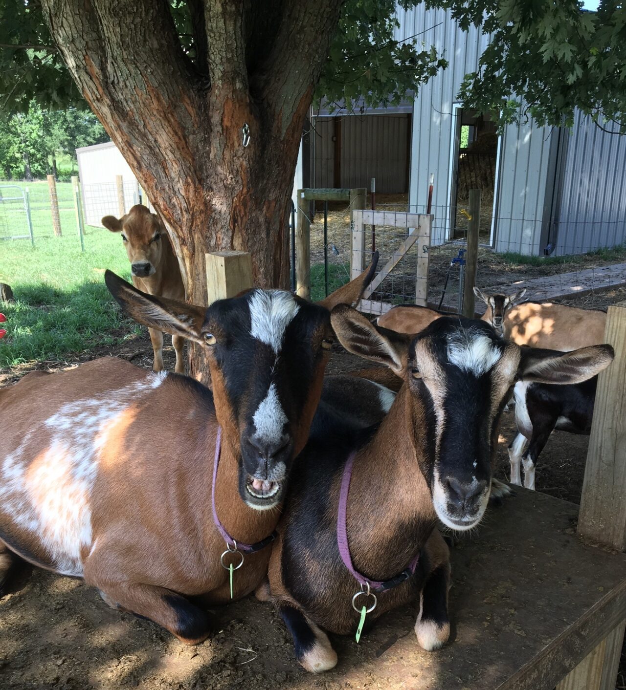 bluesky organic farms - Goats for sale.